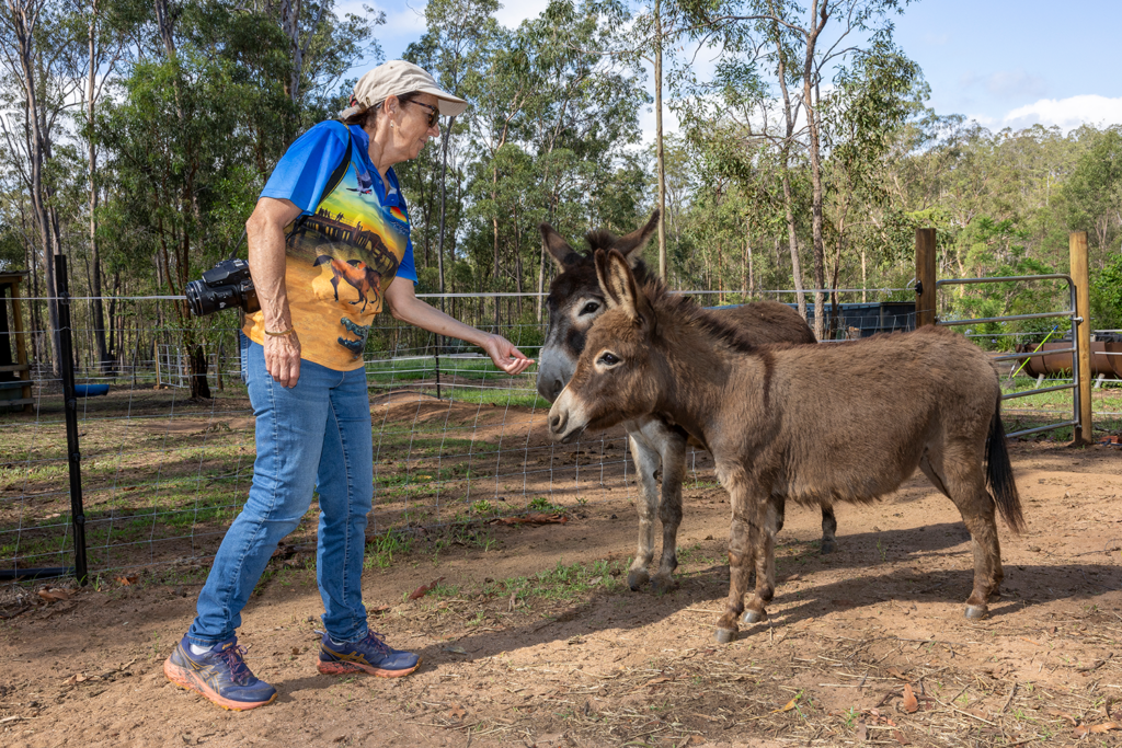 Welcome to Sunny Acres Donkey Farm: A Journey into Donkey Care and Love ...