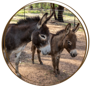Homepage - Sunny Acres Donkey Farm