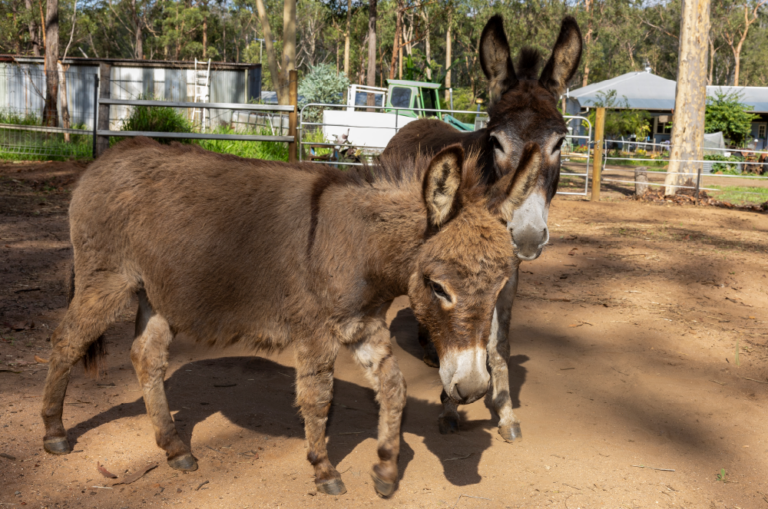 Homepage - Sunny Acres Donkey Farm